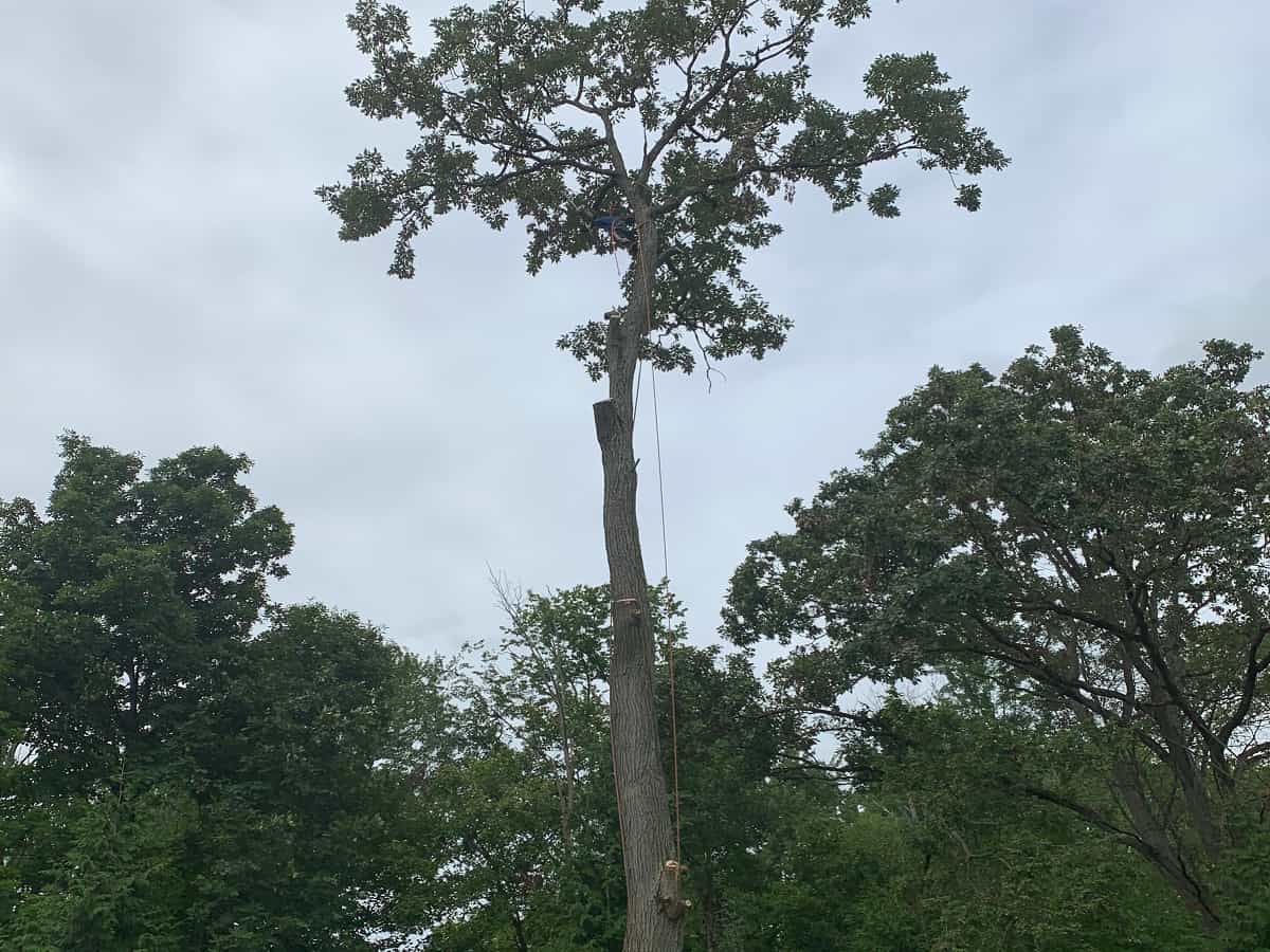 Tree Services - Tony Pool & Tree Experts LLC